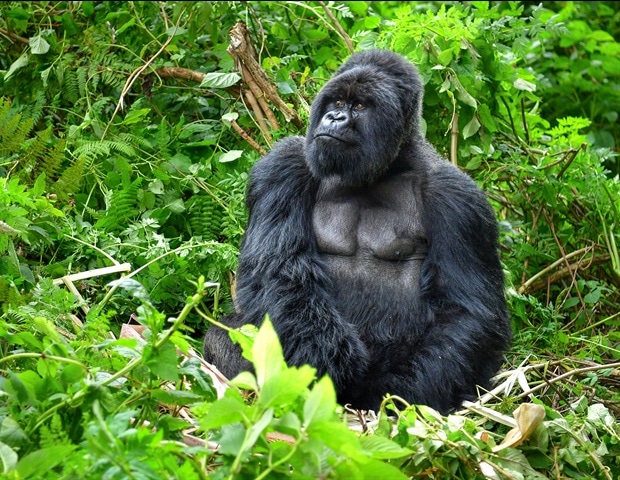 Tropical, Mediterranean animals are most sensitive to land-use and ...