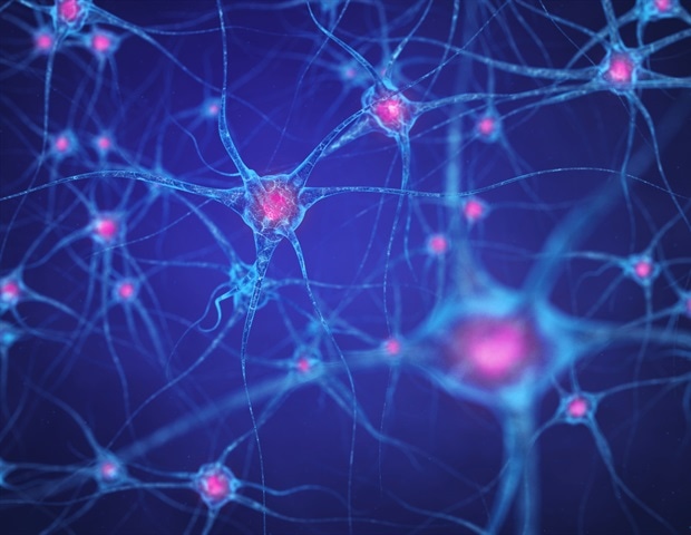 Ancient Genome Duplications Fueled the Evolution of Complex Brains