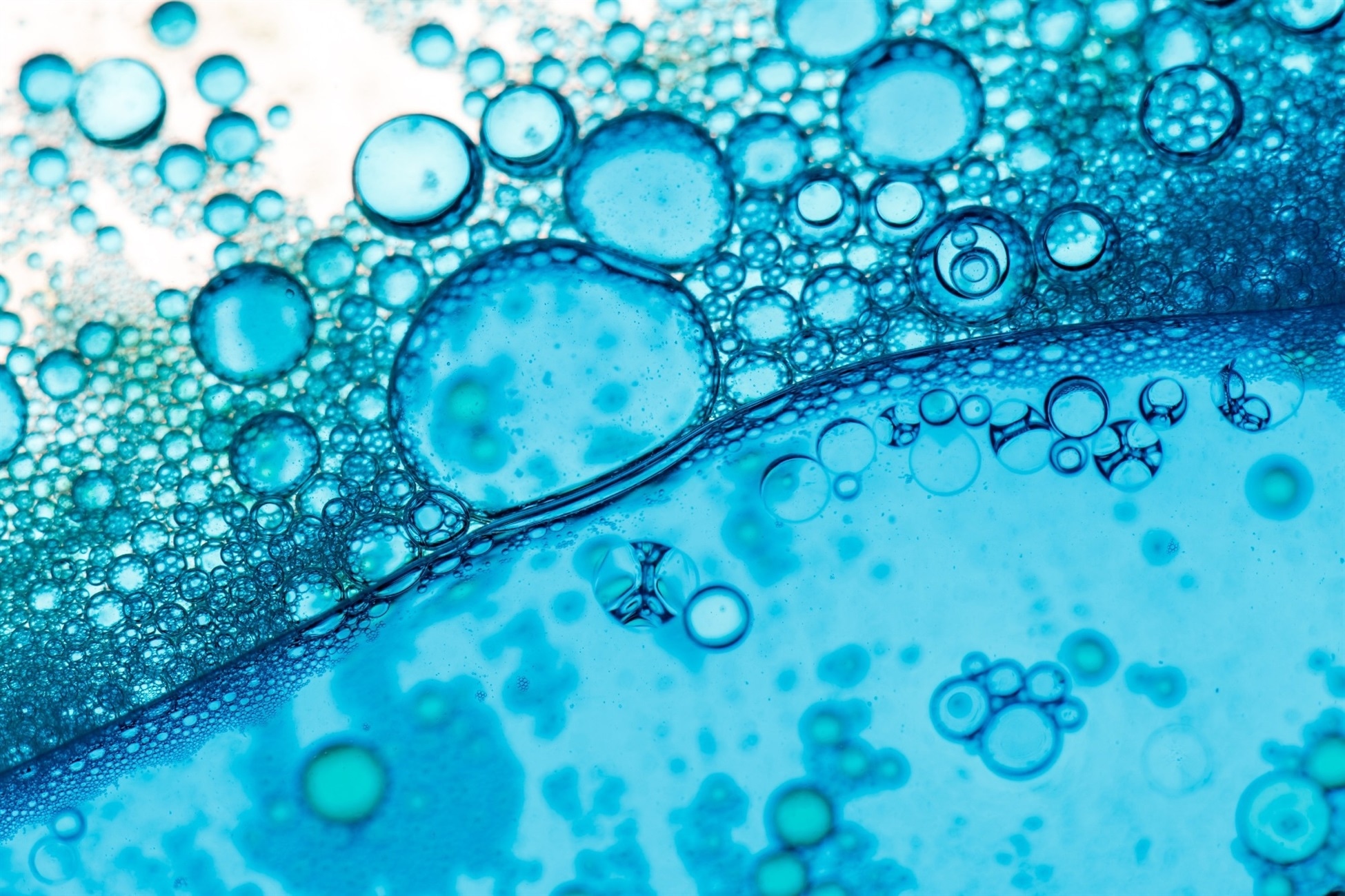 What is Embryogenesis?