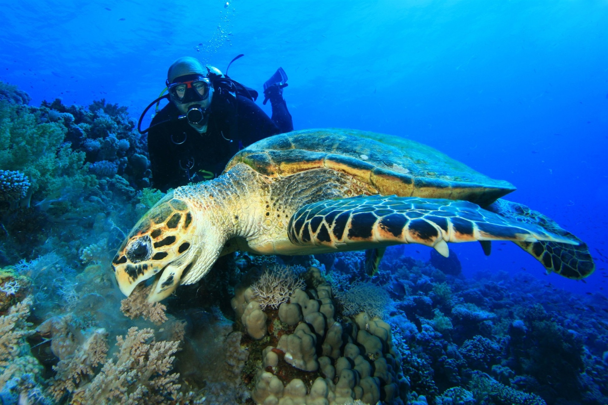 Marine Biology: An Overview