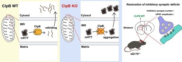 Mitochondrial Protein That “Erases” Huntington’s Aggregates