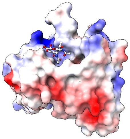 Sugar Molecules Point to a New Weapon Against Drug-Resistant Bacteria