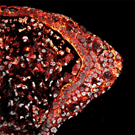 Low Oxygen Triggers Latent Regenerative Programs in Embryonic Mouse Limbs