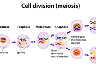 Differences Between Stem Cells and Somatic Cells