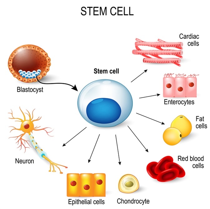 Differences Between Stem Cells and Somatic Cells