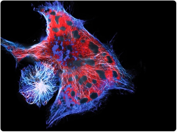 Confocal Reflection Microscopy for Cell Migration Studies