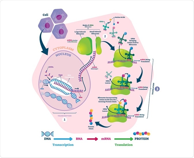 A Guide to Understanding Gene Expression