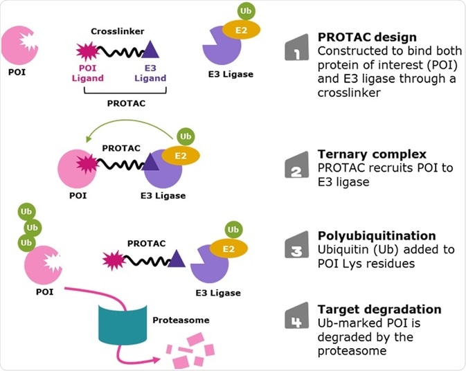 What are Protein Degraders?