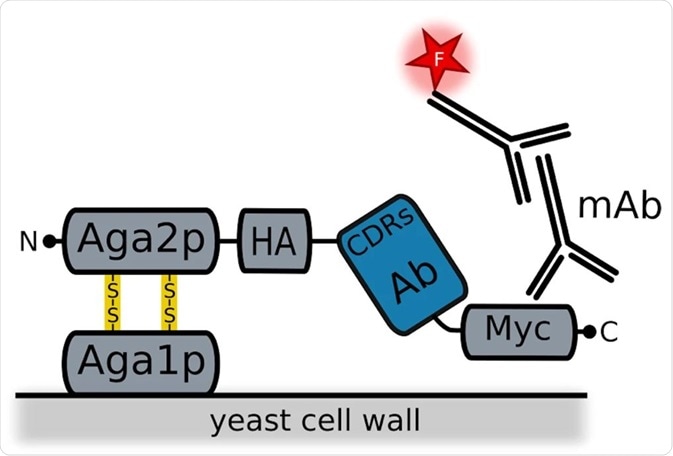 Developing Antibodies Using Yeast