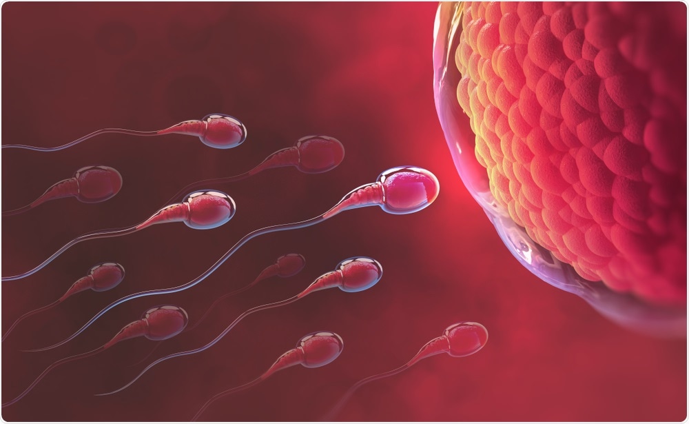 Progesterone induces sperm release from oviductal epithelial cells
