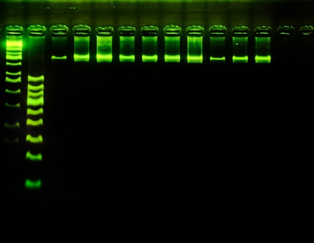 Applications of Capillary Electrophoresis