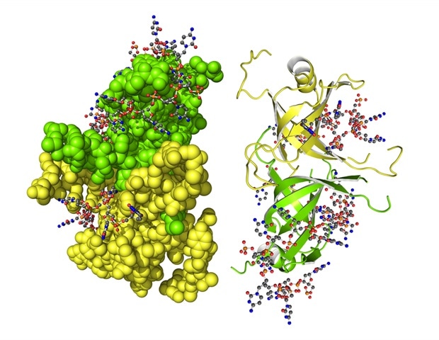 Importance of Making Single-Stranded DNA