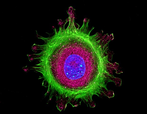 Single-cell isolation method could revolutionize live cell imaging