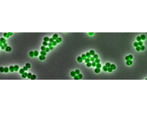 Study discovers the mode of action of daptomycin, the reserve antibiotic