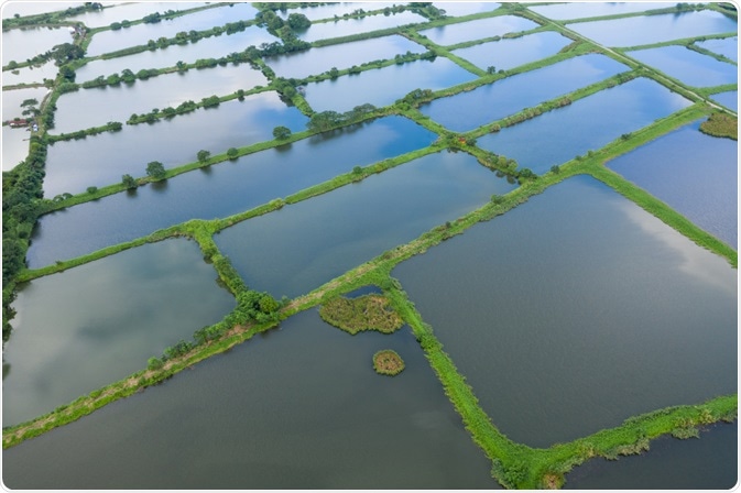 Fish Hatcheries- Benefits and Drawbacks