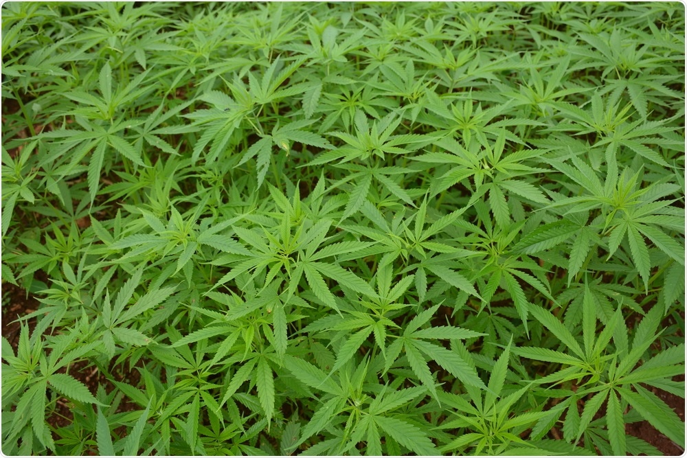 Identifying The Sex Chromosomes Of Cannabis Sativa