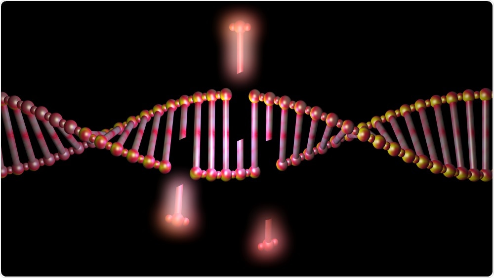 Study reveals key mechanism behind DNA repair processes