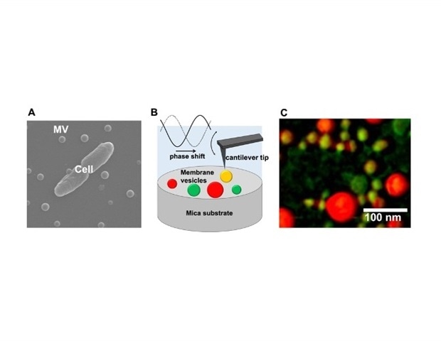 Physical properties of extracellular bacterial membrane vesicles