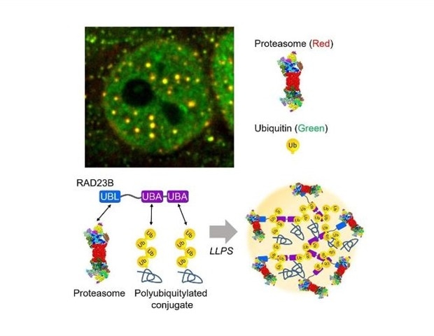 Hyperosmotic stress induces phase separation of the proteasomes