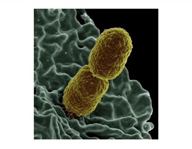 Researchers study the evolution of multidrug-resistant bacteria