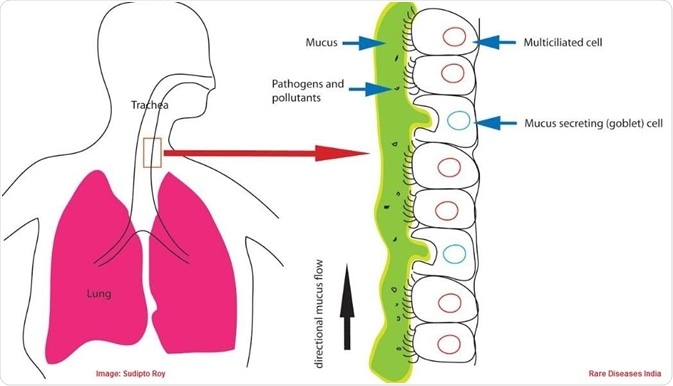 Mysteries Behind Multiciliated Cells