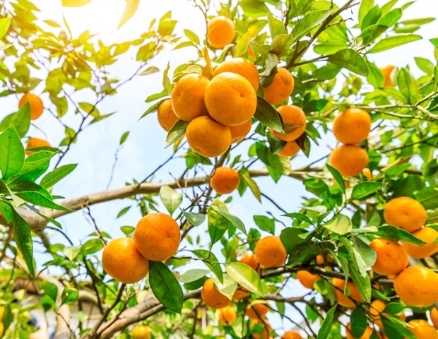 Engineers Develop Precision Injection System For Plants