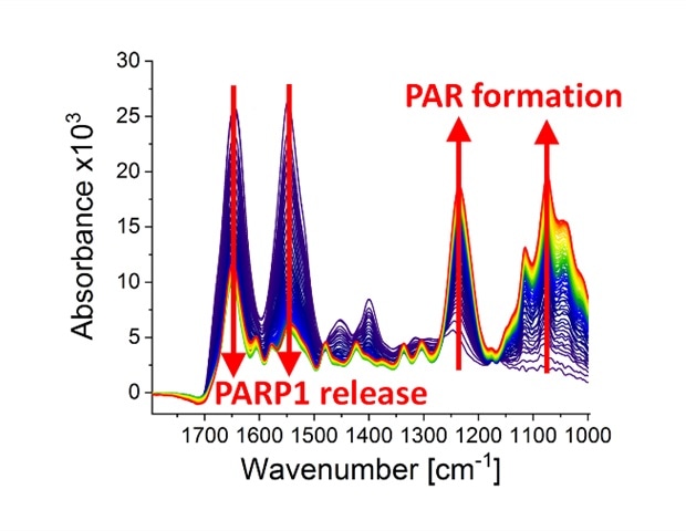 Infrared spectroscopy reveals DNA molecular processes in real time