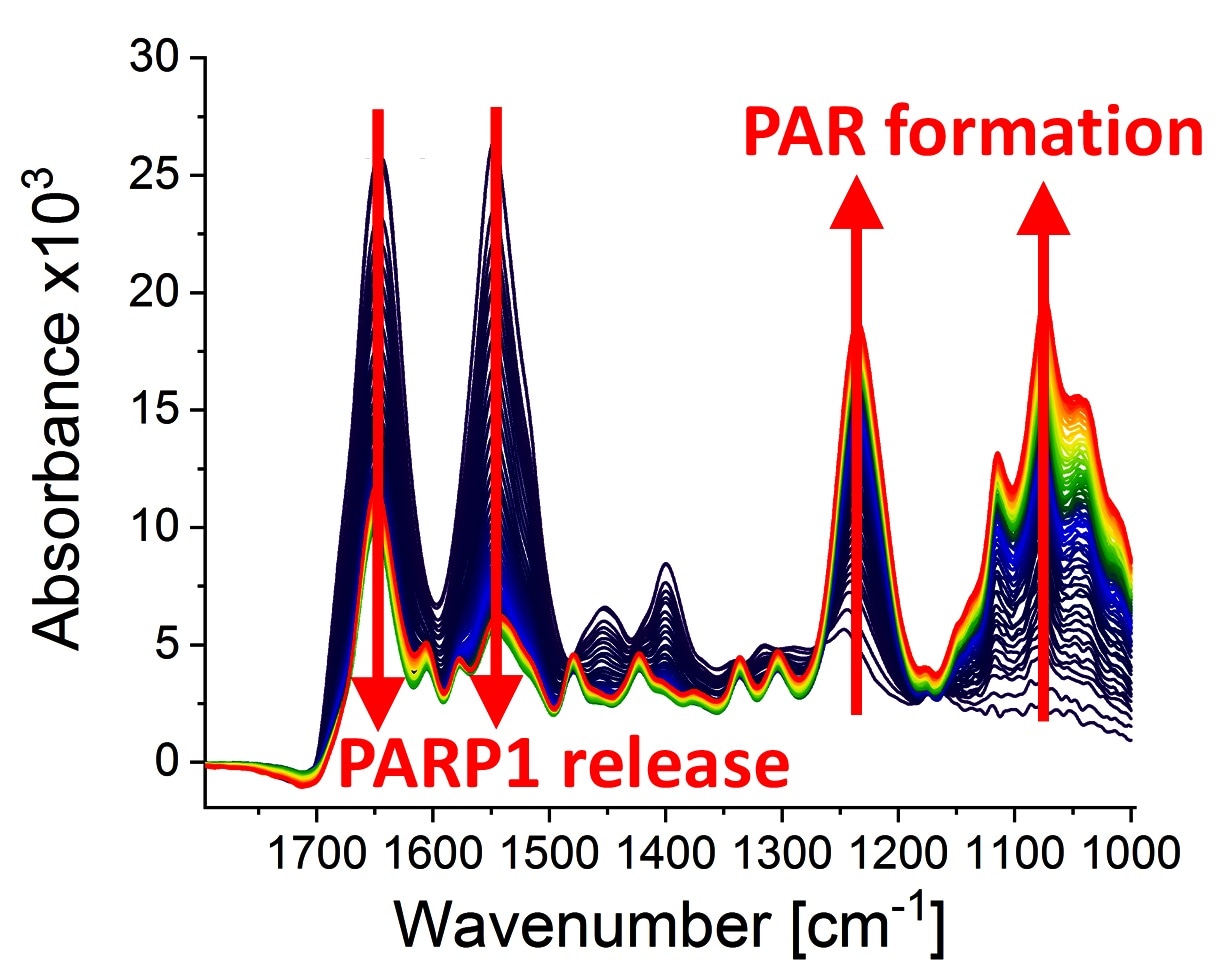 Infrared spectroscopy reveals DNA molecular processes in real time