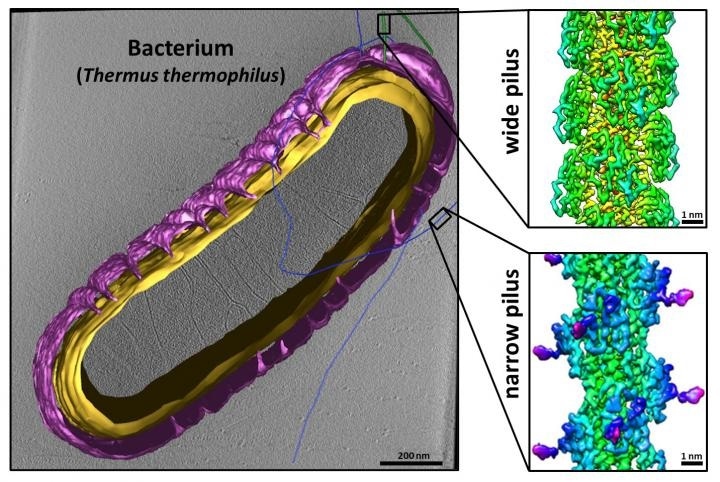 Technique reveals the proliferation and genetic exchange of bacteria