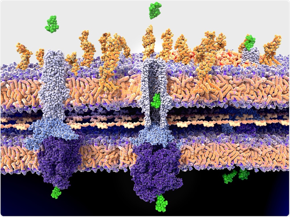 A New Brick In The Wall: Bacterial Cell Wall Intermediate Found