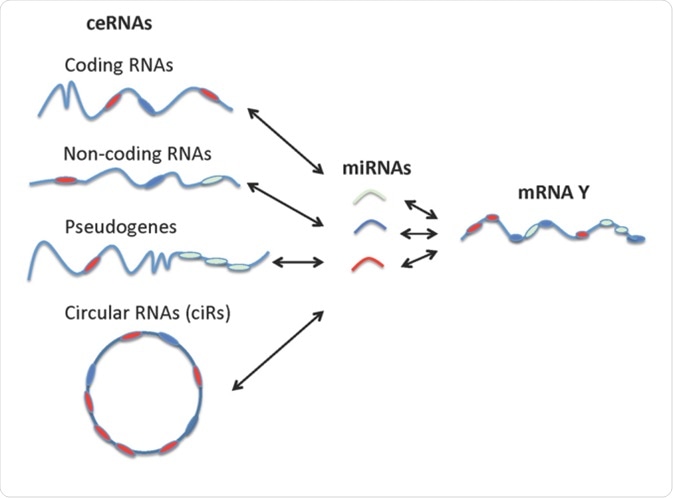 What is Competing Endogenous RNA?