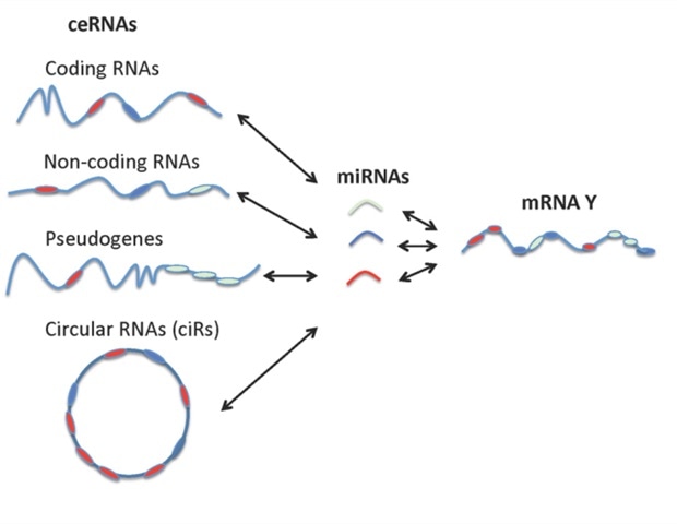What is Confocal Imaging?