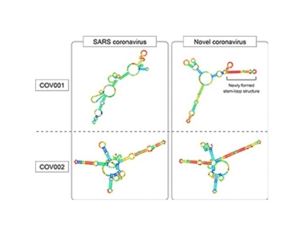 Fate-seq technique shows structural differences between COVID-19 and ...
