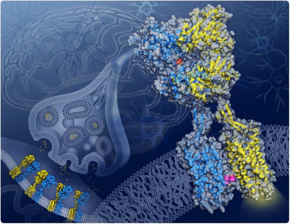 cryo-EM images reveal proteins involved in brain activity