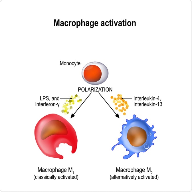 What is Inflammatory Macrophage Polarisation?