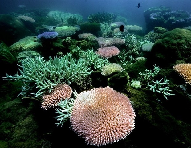 Genetic sequencing can reveal evolutionary differences in corals