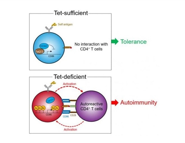How epigenetics contribute to the development of autoimmune diseases