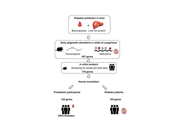 Helping develop diagnostic markers for type 2 diabetes
