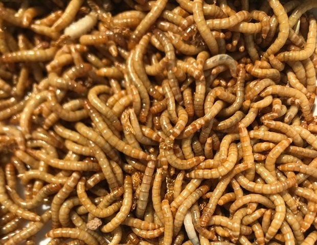 Study shows mealworm can serve as alternative protein source
